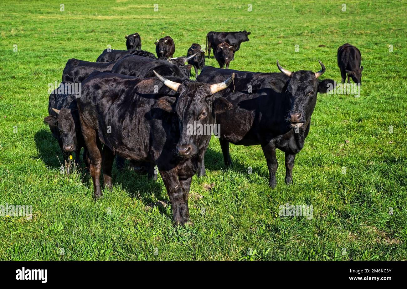 Wagyu cow hi-res stock photography and images - Alamy