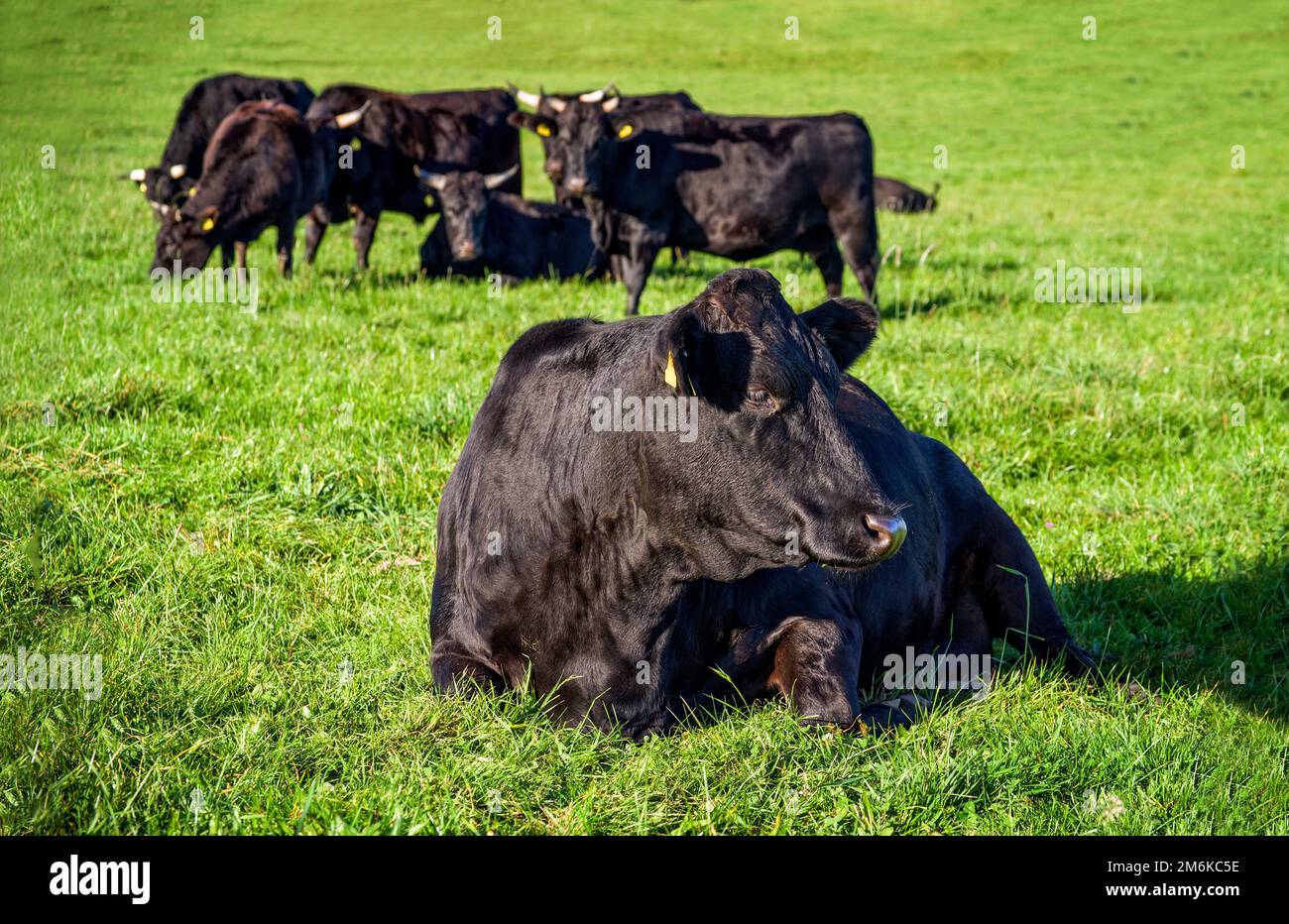 Wagyu cow hi-res stock photography and images - Alamy