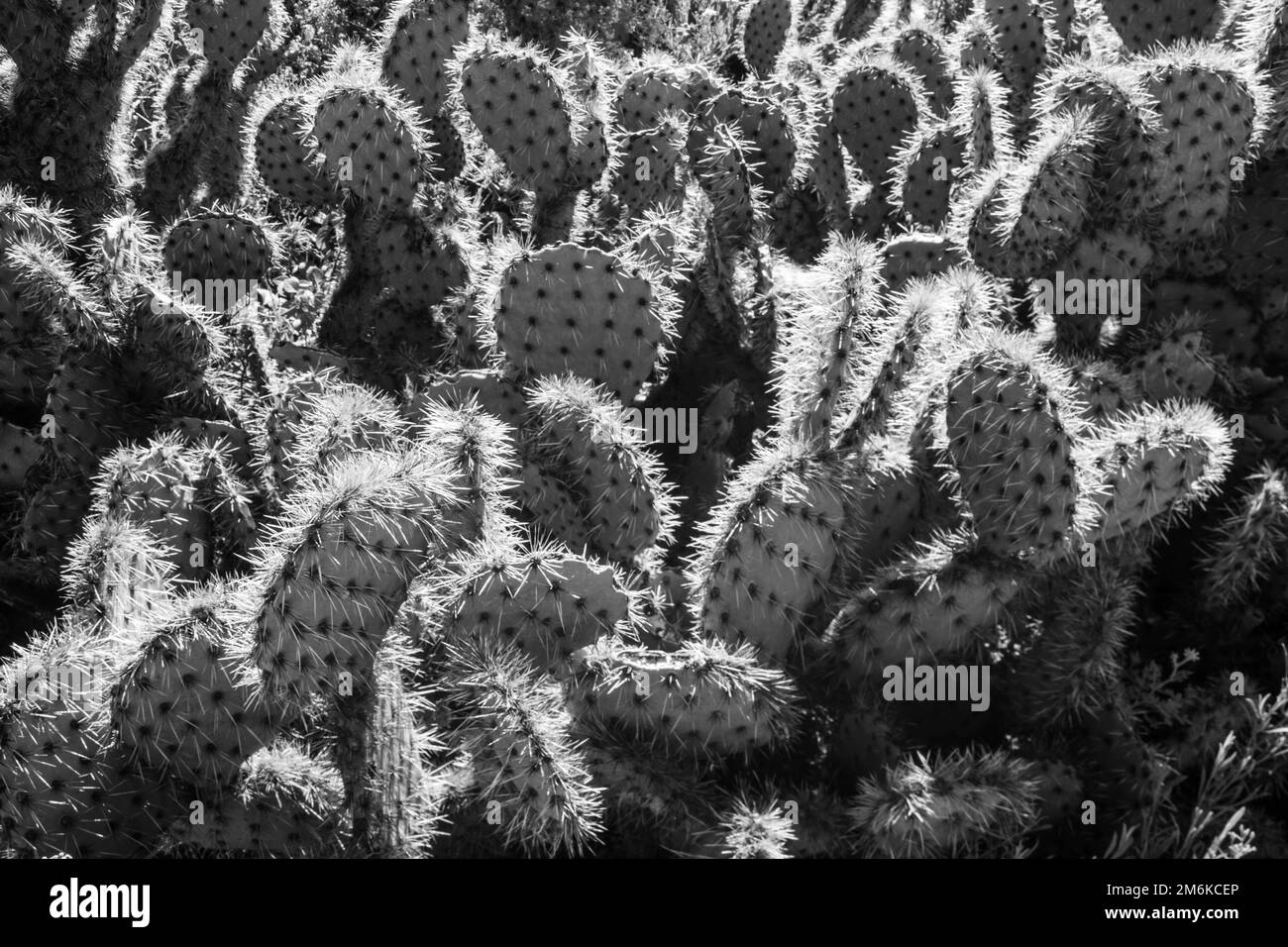 A grayscale of cacti under the sunlight on a hot summer day Stock Photo ...