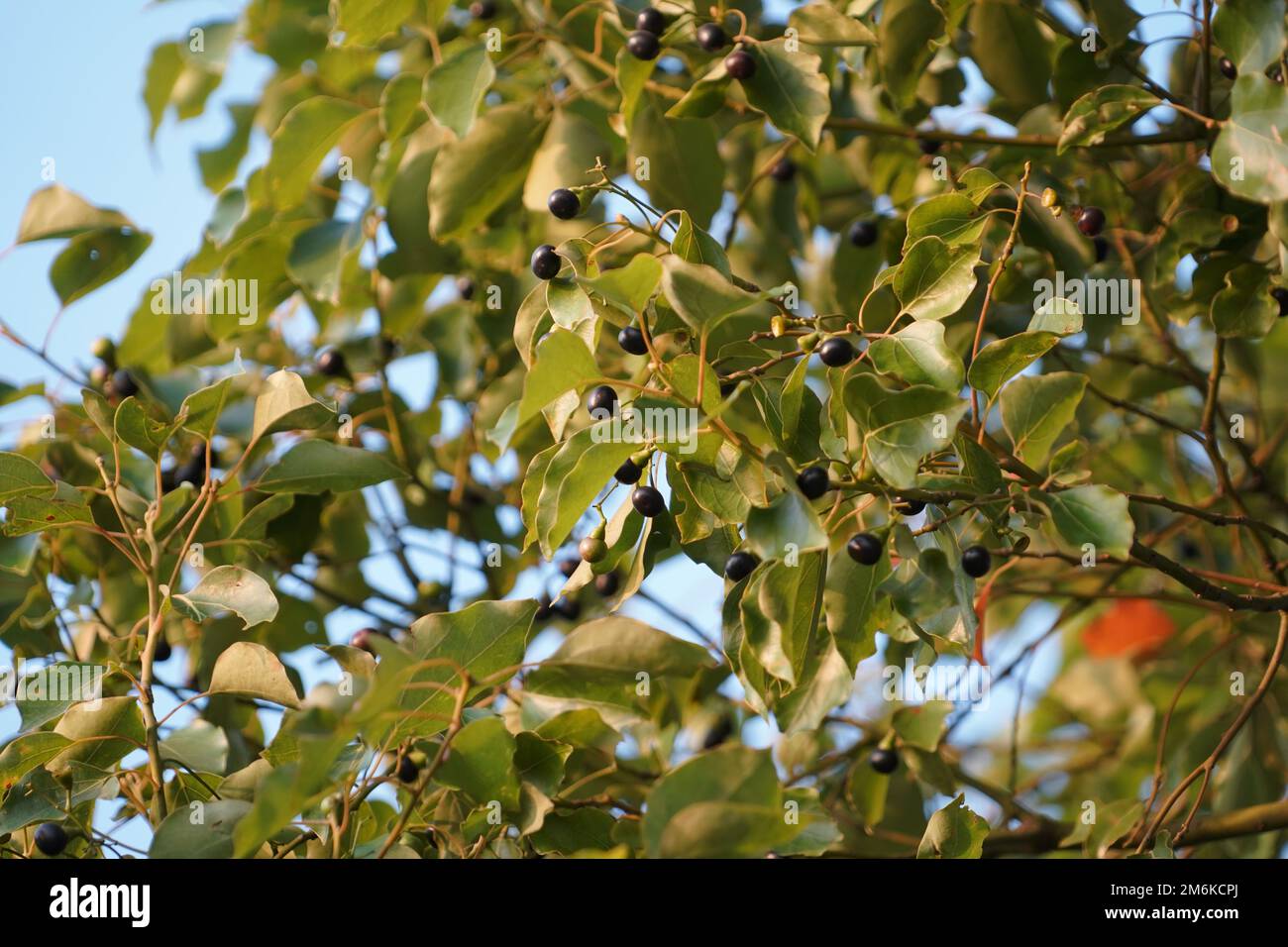 Camphora officinarum hi-res stock photography and images - Alamy