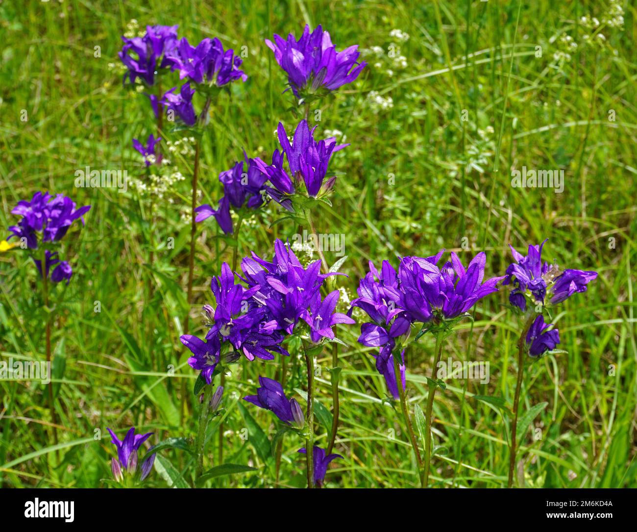 Clustered bellflower; Dane's blood; Campanula glomerata Stock Photo - Alamy