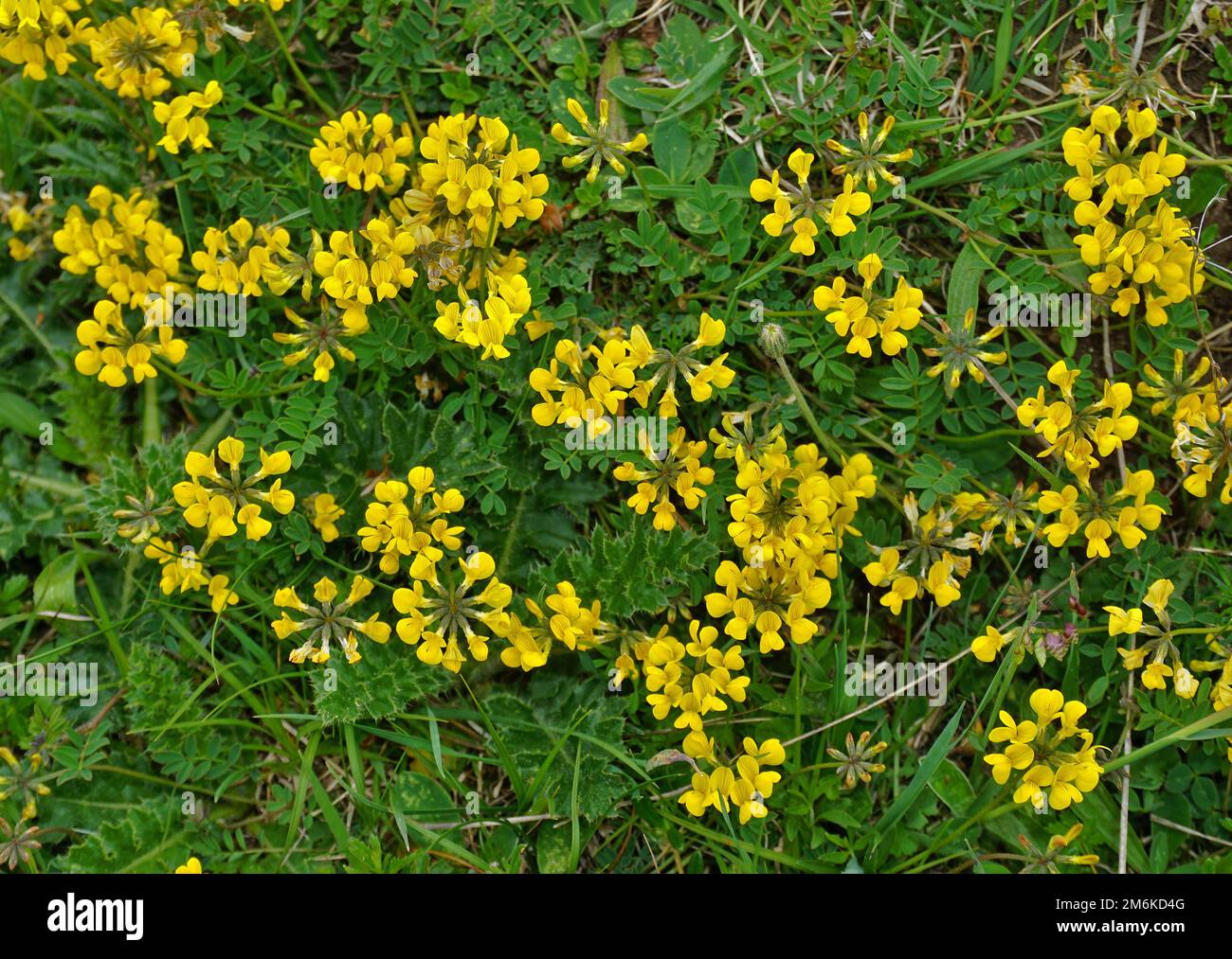Bloomfell; common bird's-foot trefoil; garden bird's-foot; ground ...