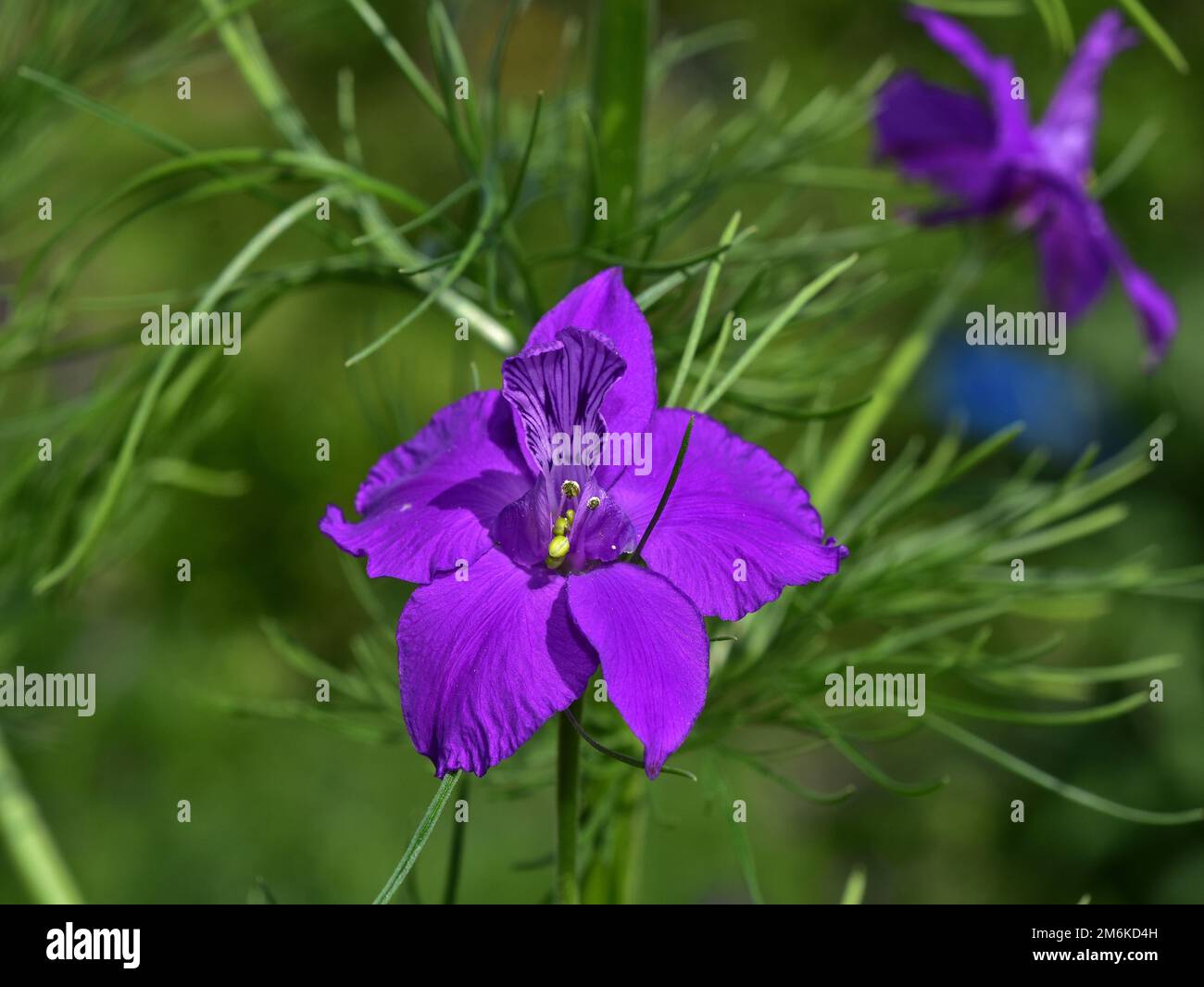 Rittersporn; Gewöhnlicher Feldrittersporn; Consolida regalis; Acker ...