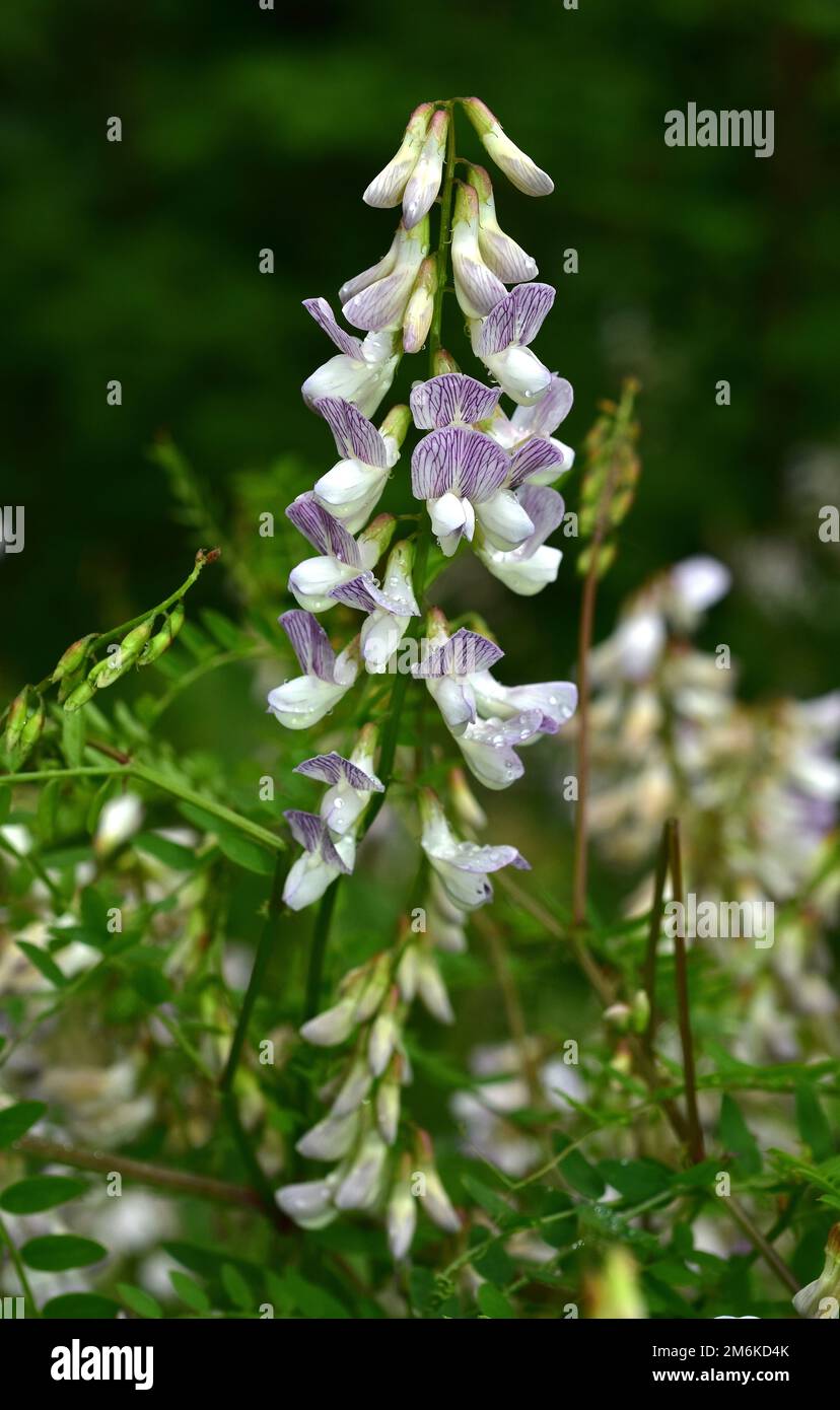 Wood vetch; Vicia sylvatica Stock Photo - Alamy