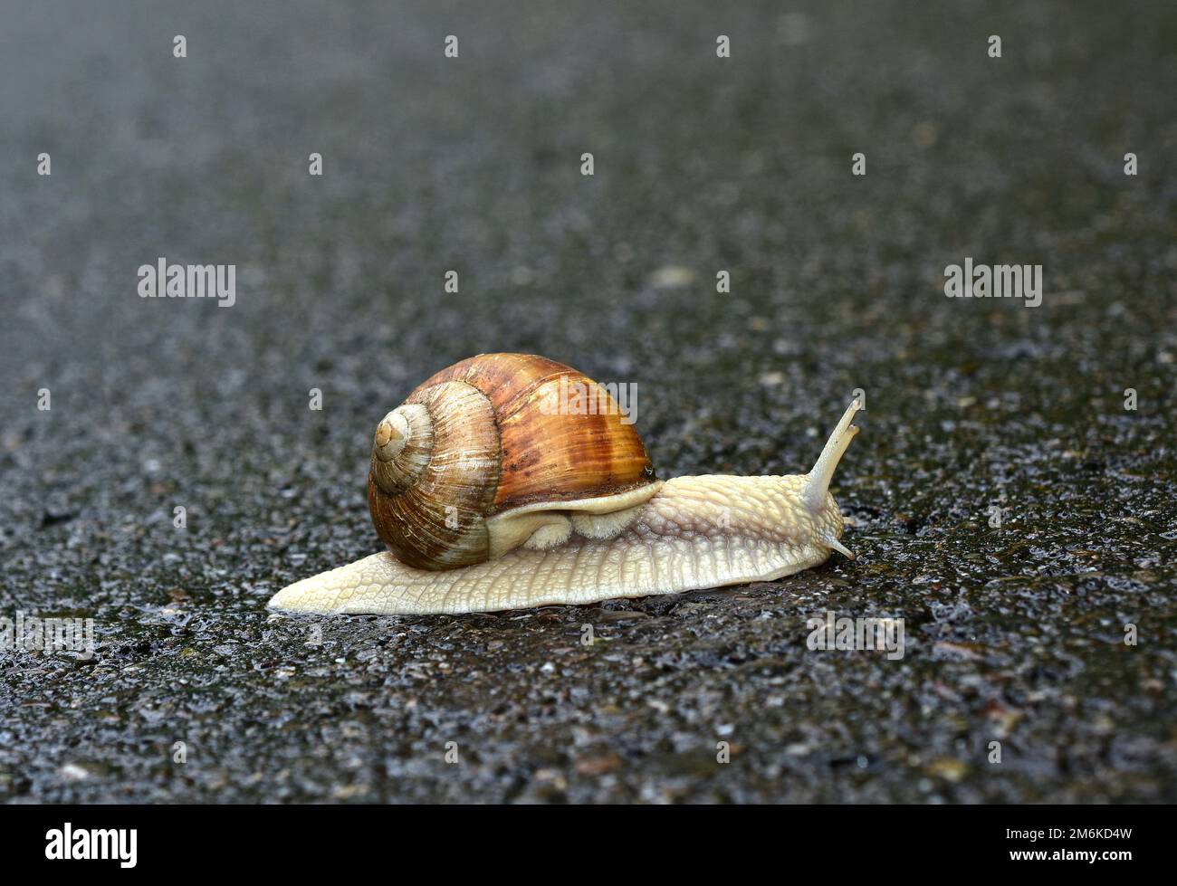 Vineyard snail; Roman snail; apple snail; edible snail; Burgundy snail ...