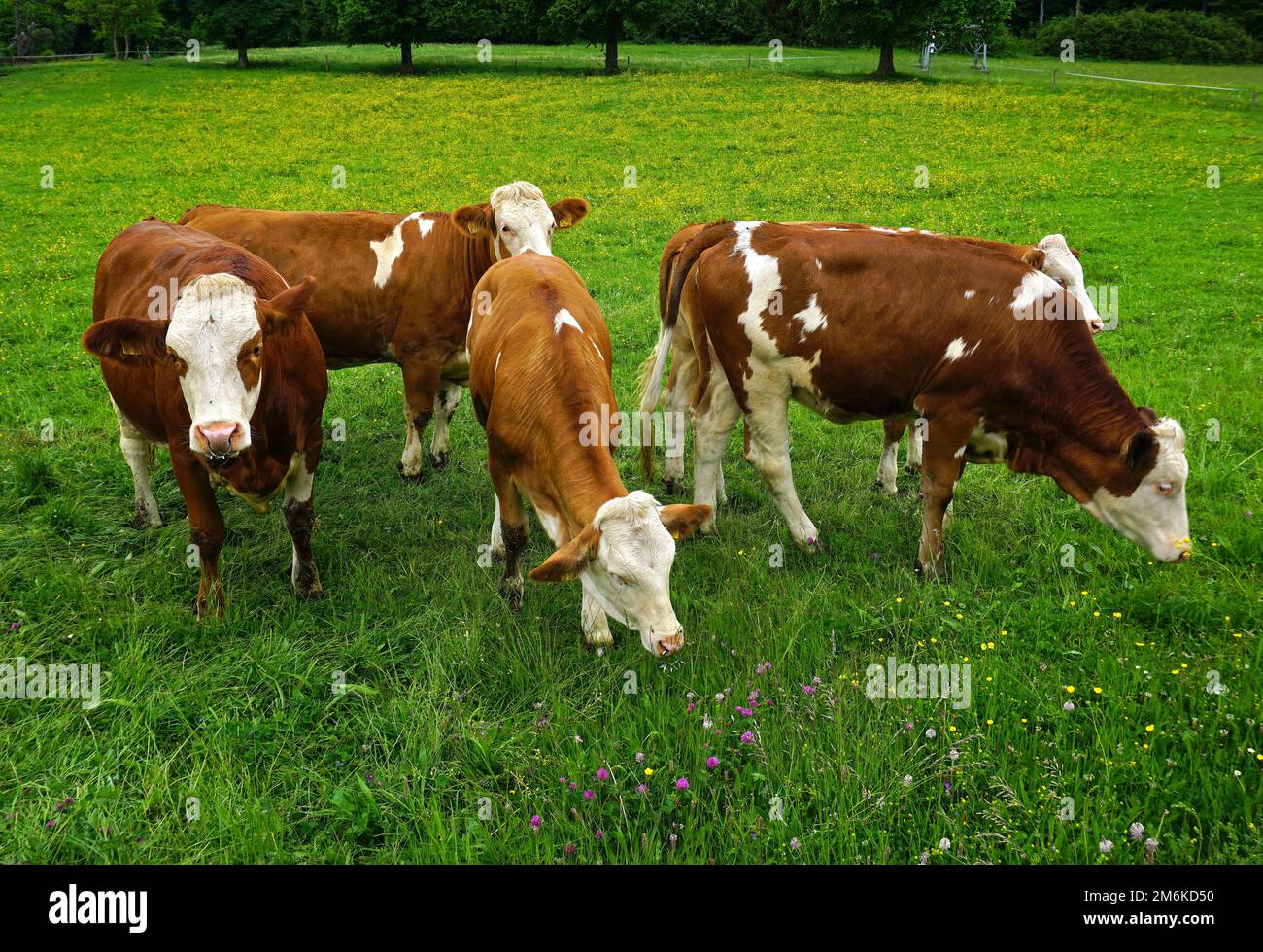 Herd beef cows grazing hi-res stock photography and images - Alamy