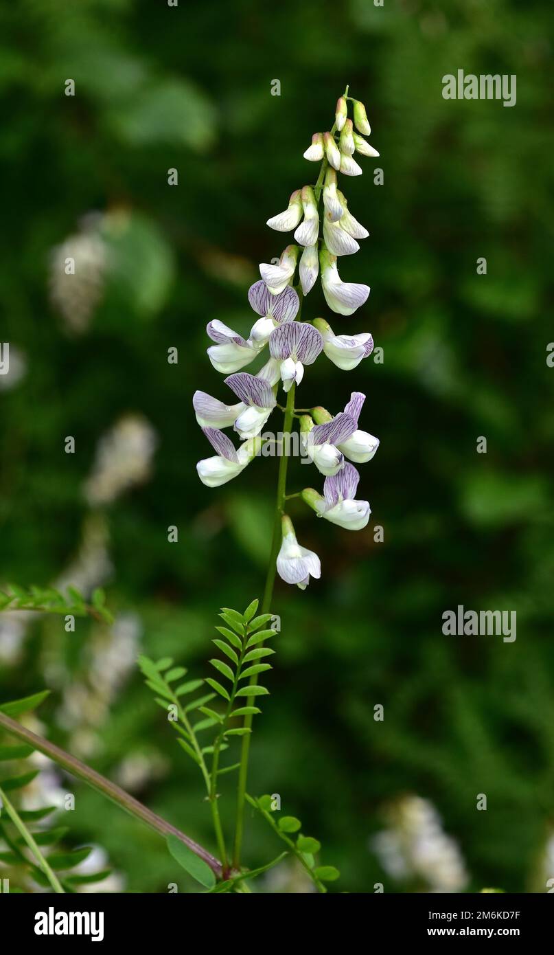 Wood vetch vicia sylvatica hi-res stock photography and images - Alamy