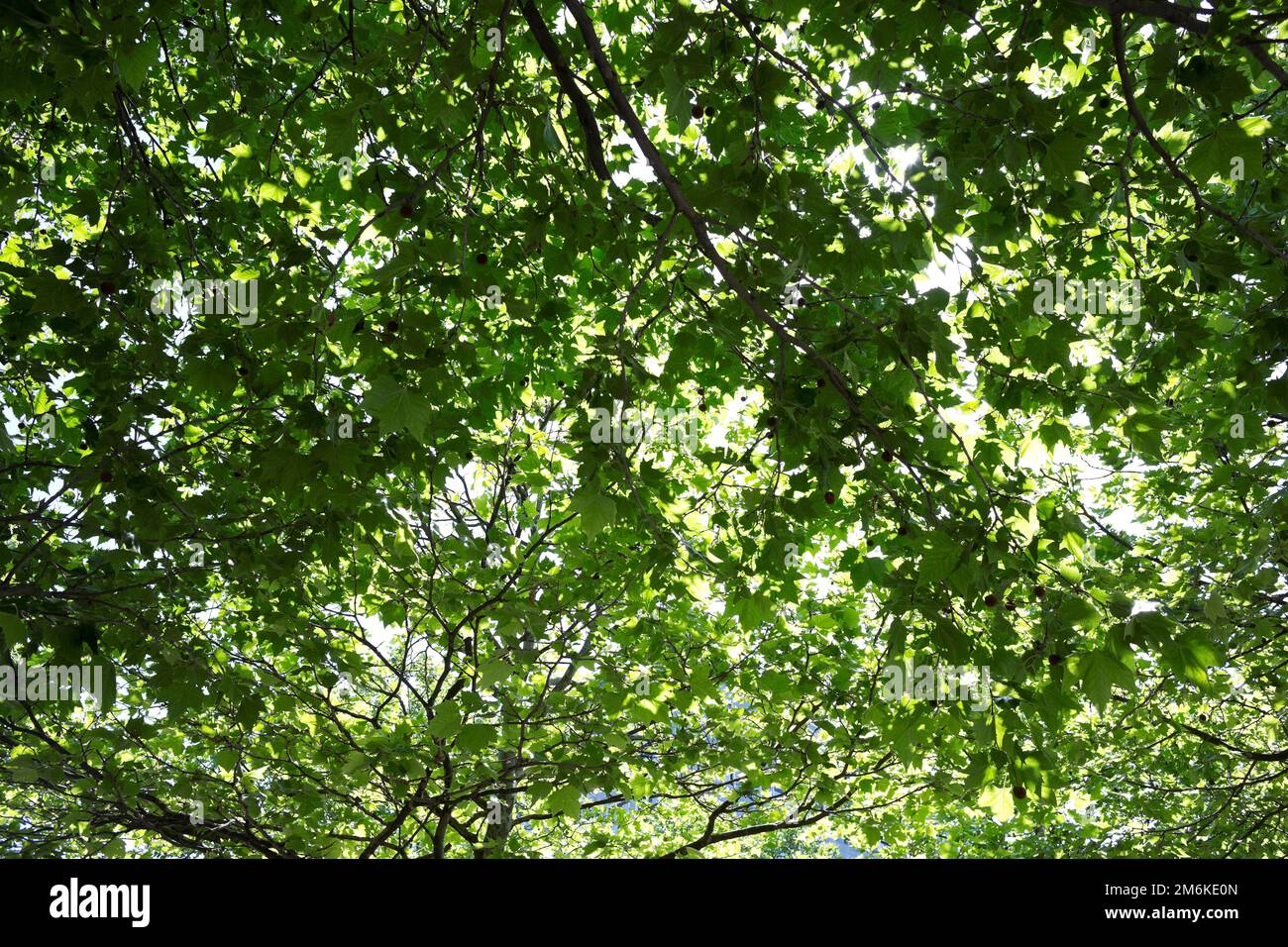 Green leaves in the sun Stock Photo - Alamy