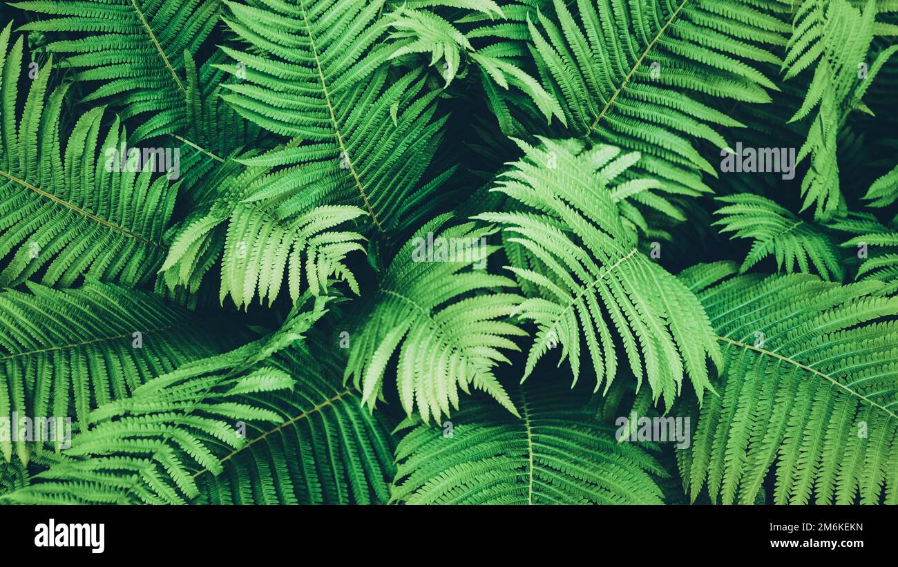 Green fern plants, overhead view for botanical background, Ostrich fern ...