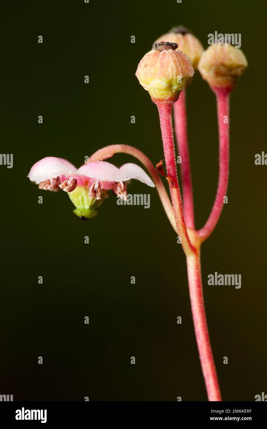 A small graceful forest flower umbellate wintergreen Stock Photo - Alamy