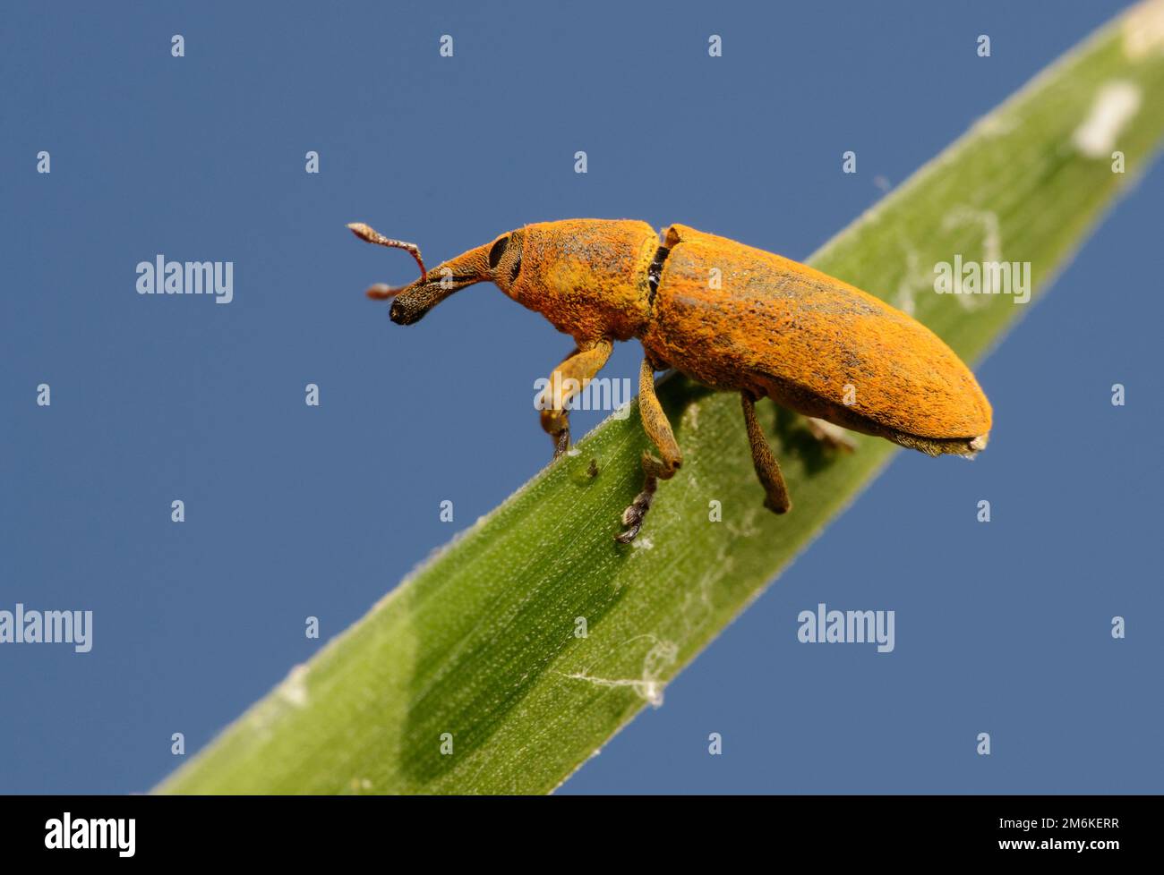 Weevil Lixus pulverulentus on a plant leaf Stock Photo - Alamy