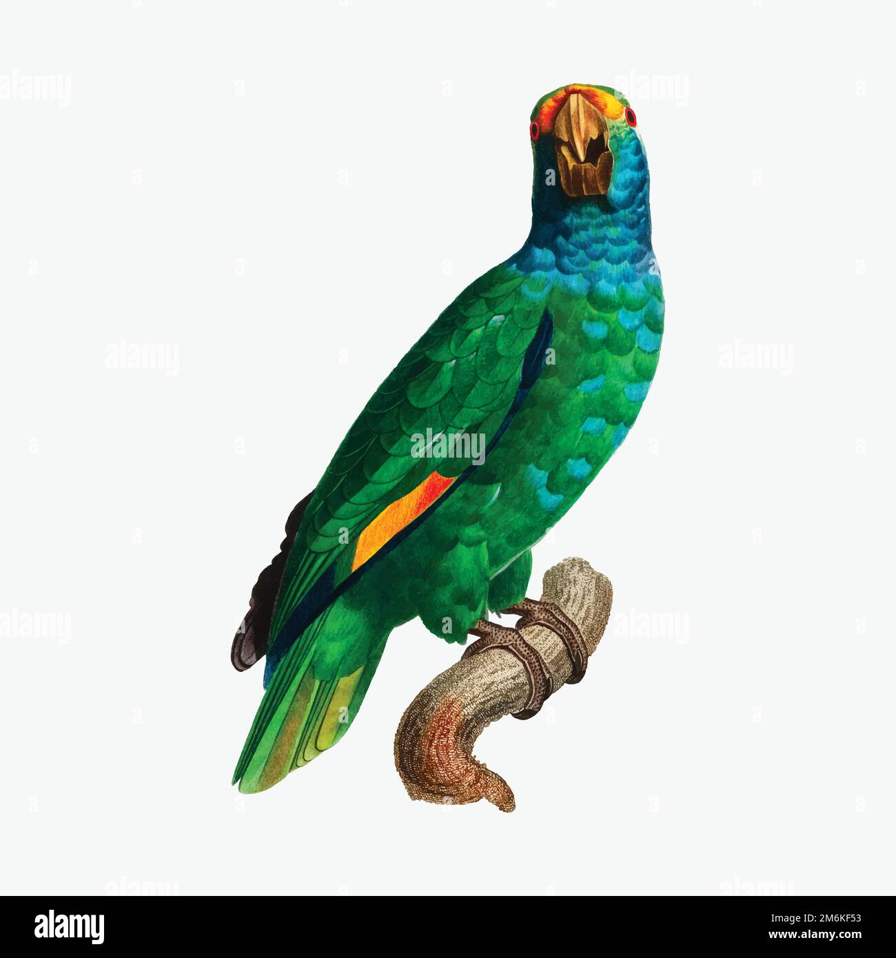 Amazon poster Stock Vector Images - Alamy