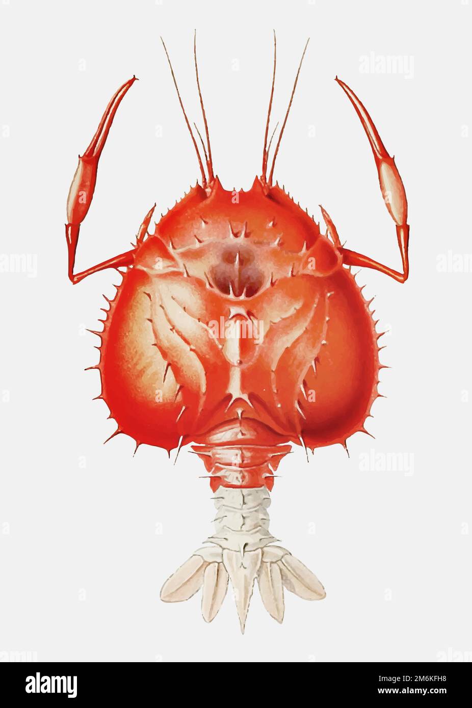 North sea shrimp Stock Vector Images - Alamy