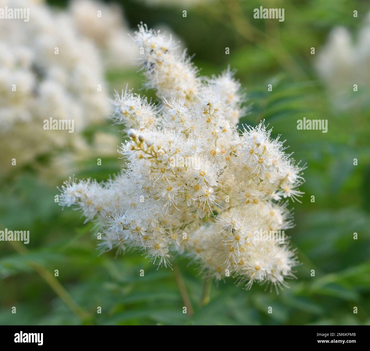 Inflorescences of Sorbaria sorbifolia (Latin Sorbaria sorbifolia) or ...