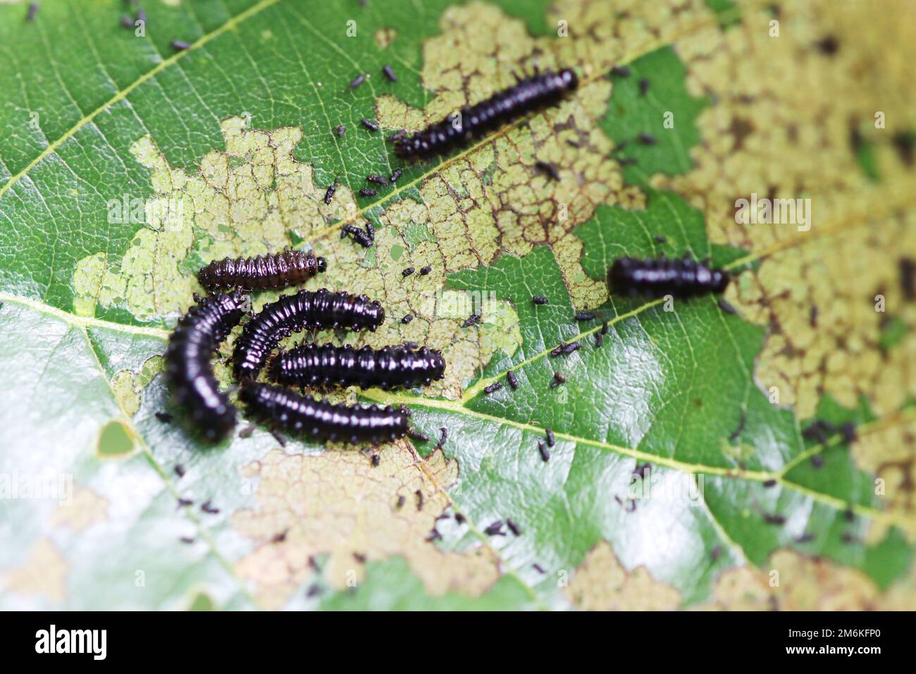 Larvae of the alder leaf beetle or blue alder leaf beetle (Agelastica ...