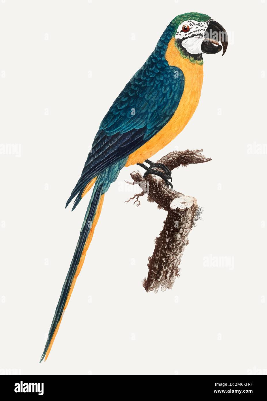 Beautiful blue macaw Stock Vector Images - Alamy