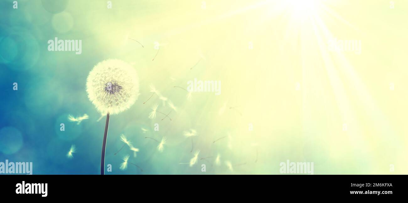 Dandelion flower with flying feathers on blue sky Stock Photo - Alamy