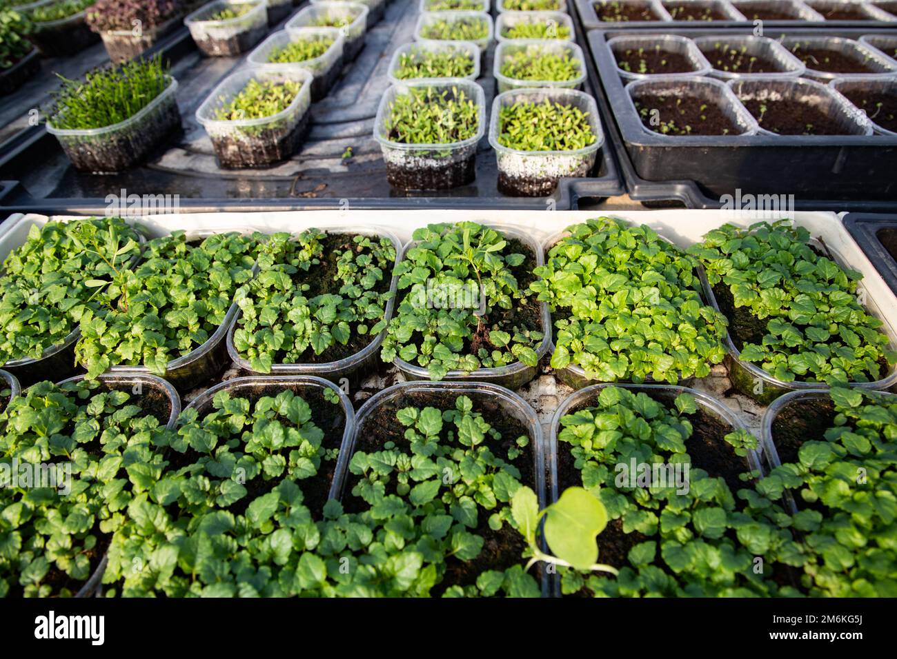 Microgreens growing organic bio gardening Stock Photo - Alamy