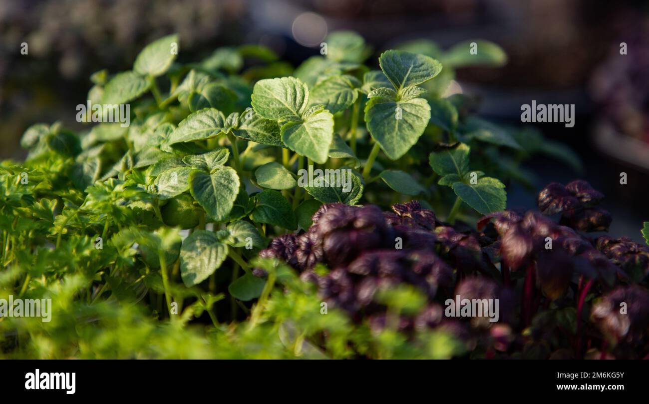 Microgreens growing organic bio gardening Stock Photo - Alamy