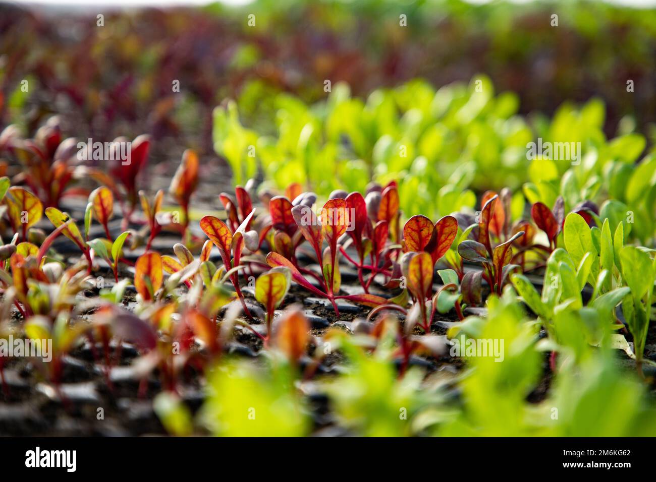 Seedlings growing in spring organic bio gardening Stock Photo - Alamy