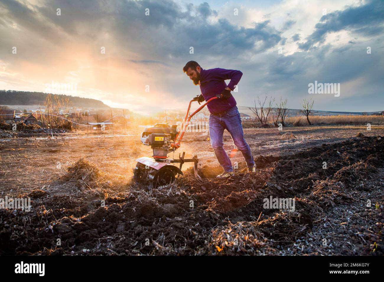 Organic farming man cultivates the ground at sunset with a tiller ...
