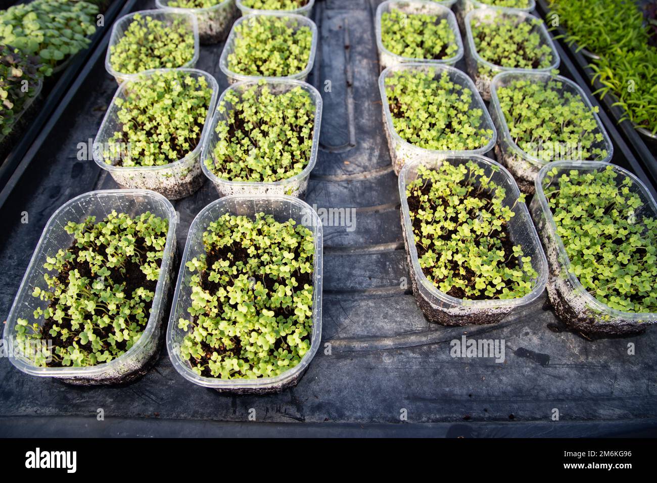 Bio gardening hi-res stock photography and images - Alamy