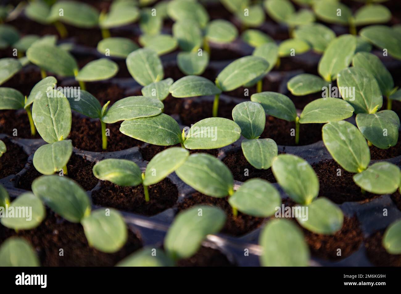 Seedlings growing in spring organic bio gardening Stock Photo - Alamy