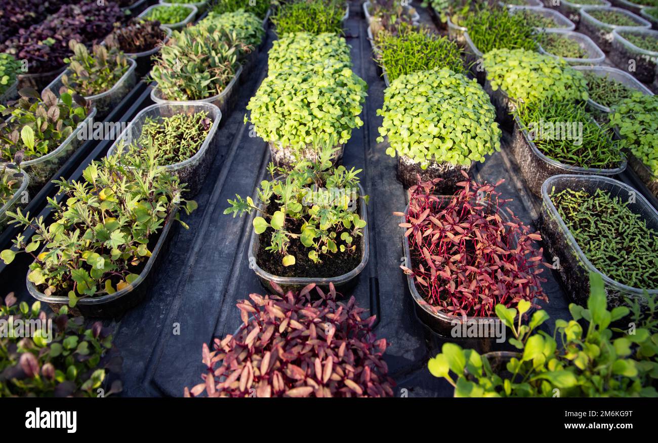 Microgreens growing organic bio gardening Stock Photo - Alamy