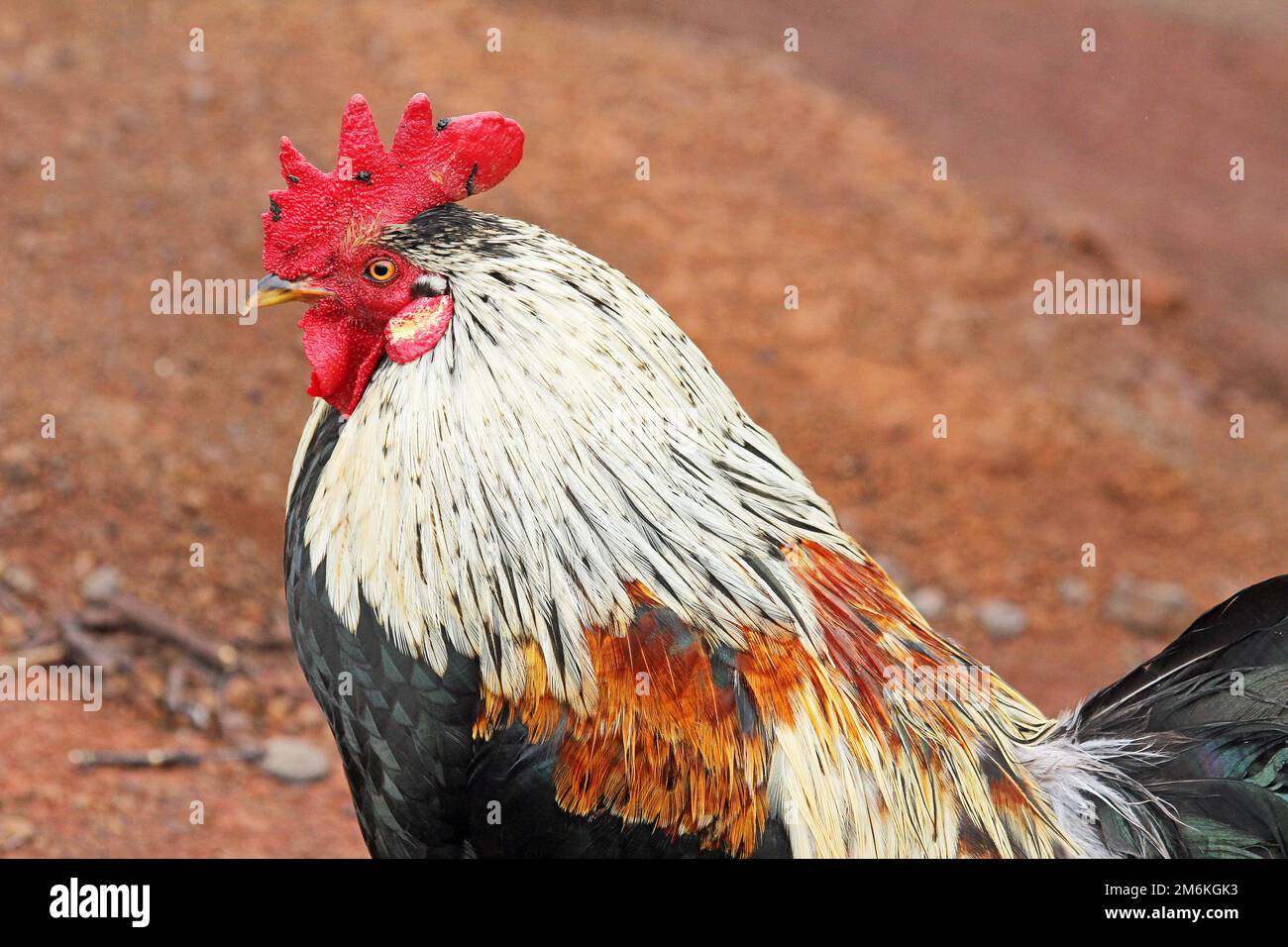 Colorful rooster in left profile Stock Photo - Alamy