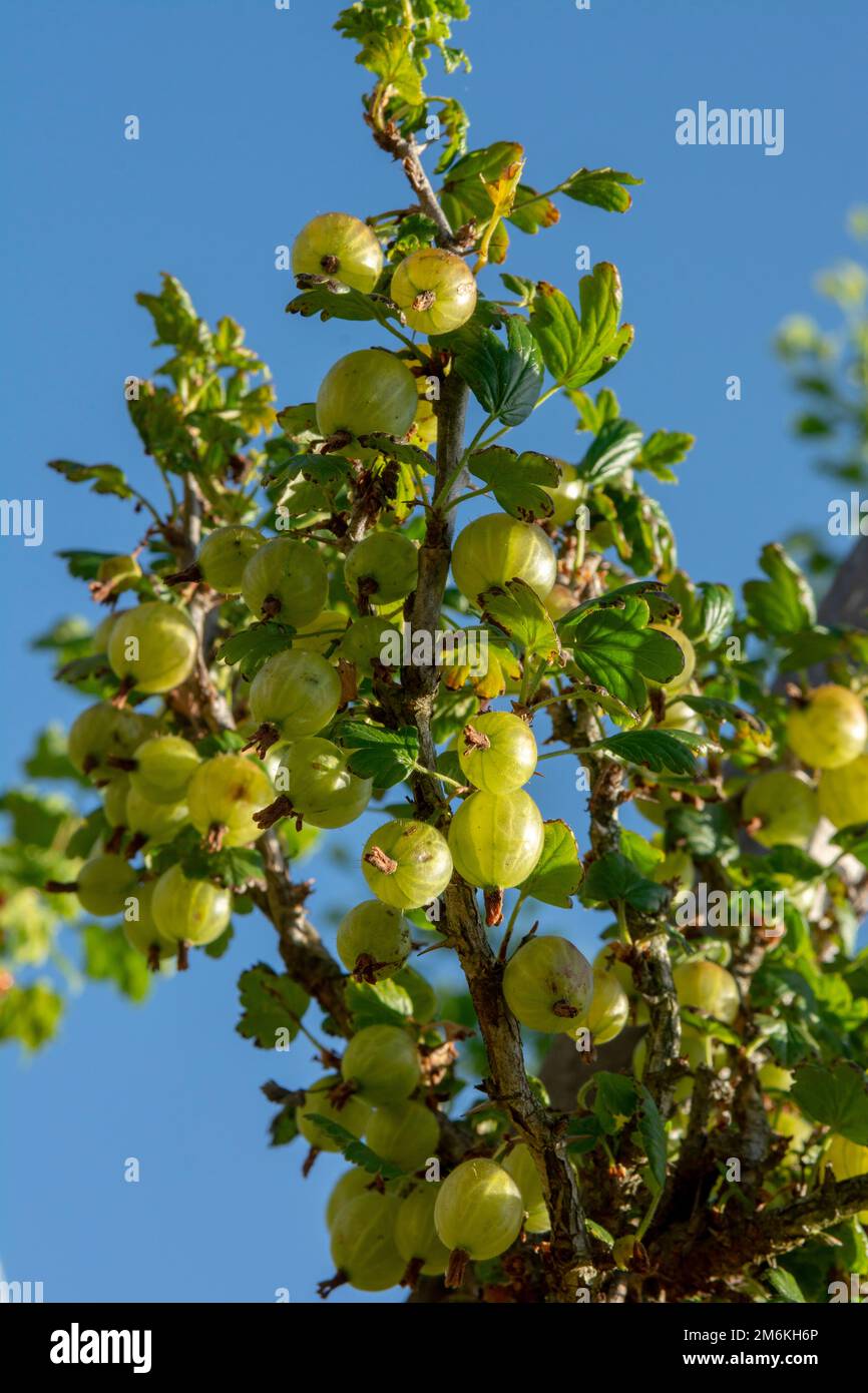 Gooseberry or European gooseberry (Ribes uva-crispa). Unripe green ...