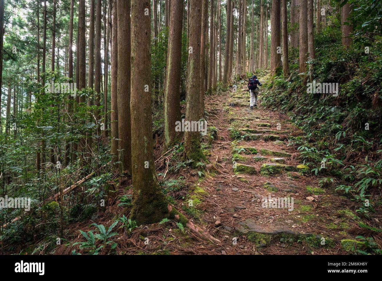 Tourist walking the Kumano Kodo trail on stone steps. Kumano Kodo is a ...