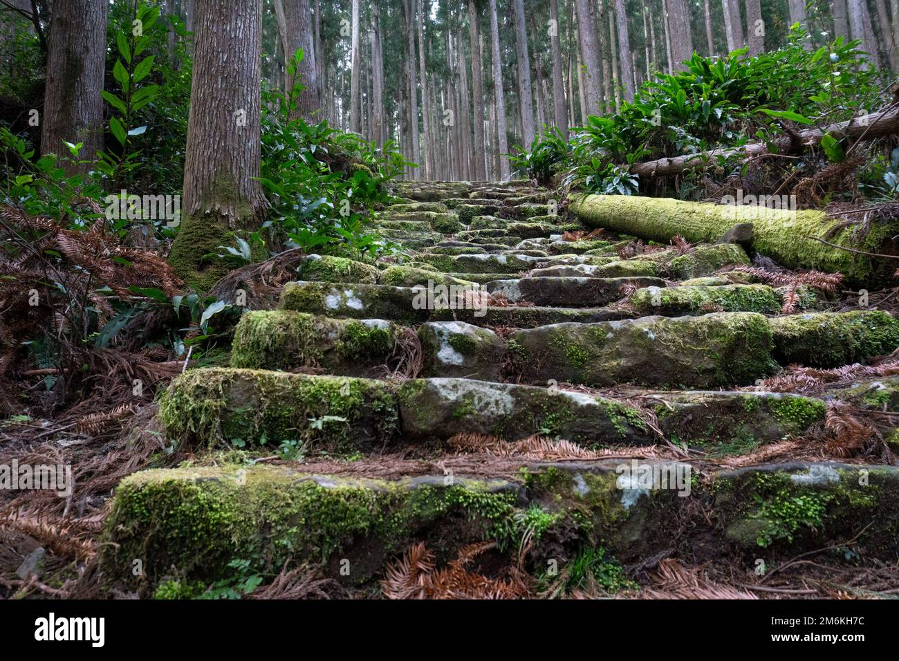 Stone steps covered by green moss on Kumano Kodo trail. Kumano Kodo is ...