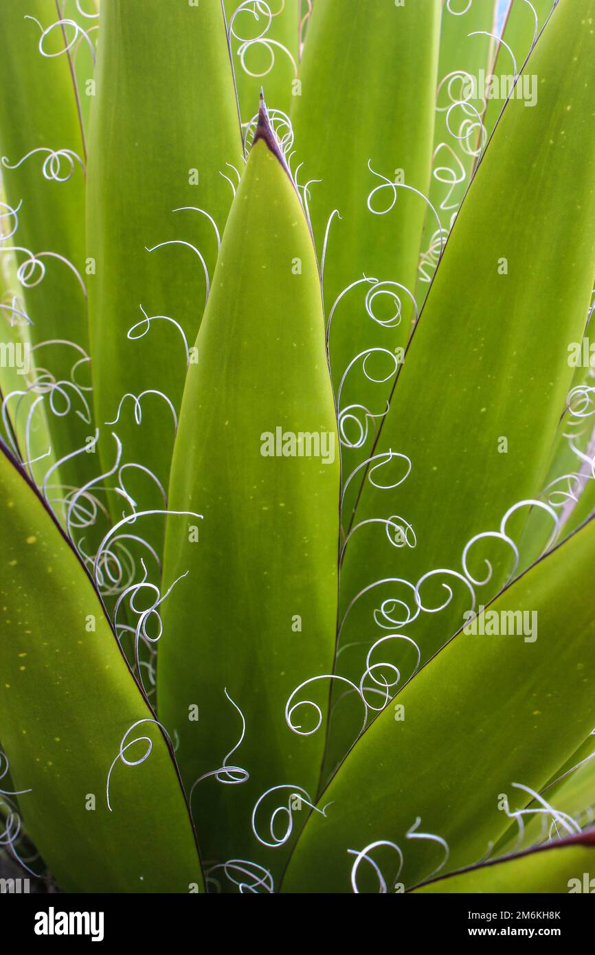 A vertical shot of a fresh, long Agave plant Stock Photo - Alamy