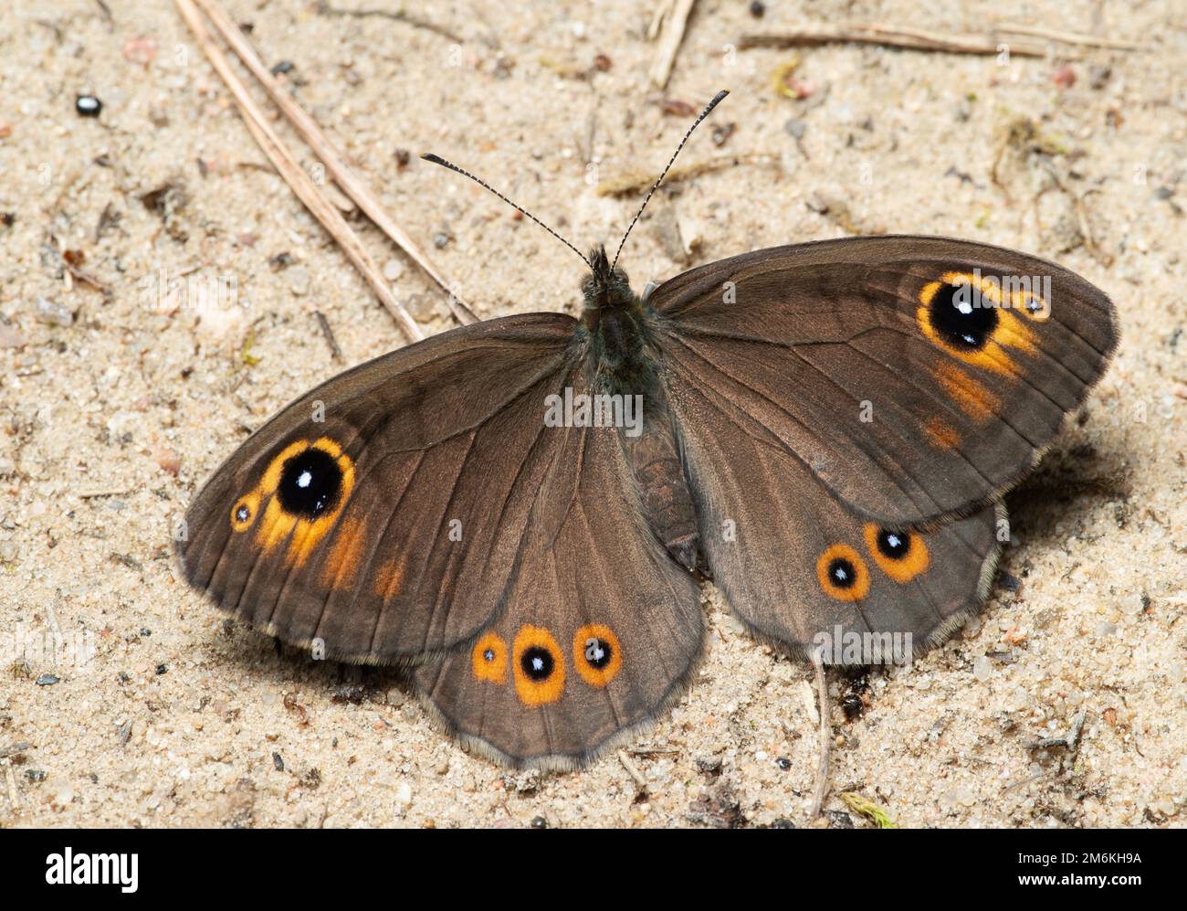 Butterfly large wall brown Stock Photo - Alamy