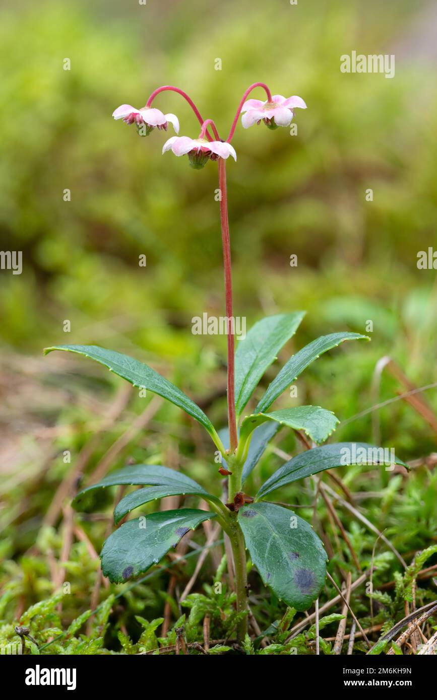 A small graceful forest flower umbellate wintergreen Stock Photo - Alamy