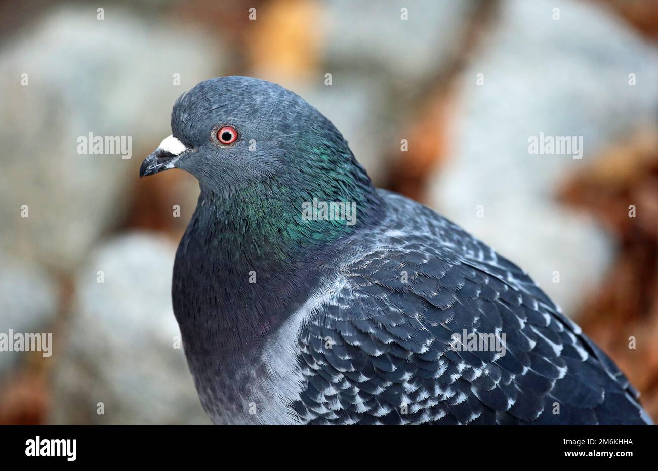 Pigeon - left profile Stock Photo - Alamy