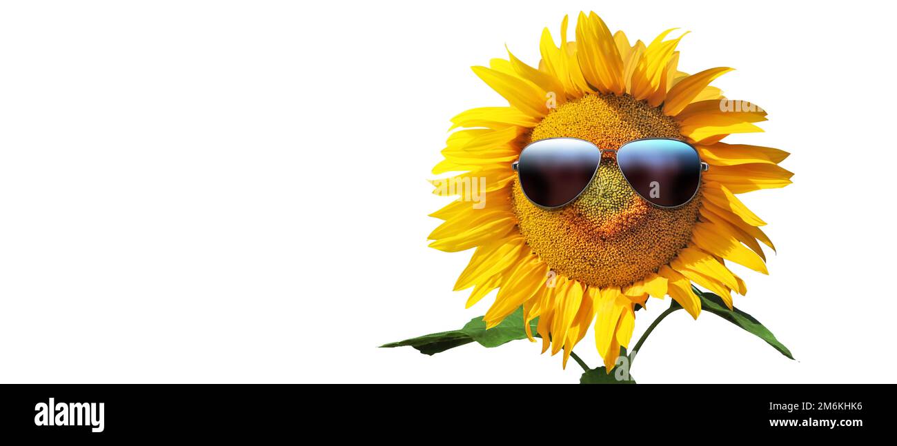 Funny sunflower with sunglasses on a white background Stock Photo - Alamy