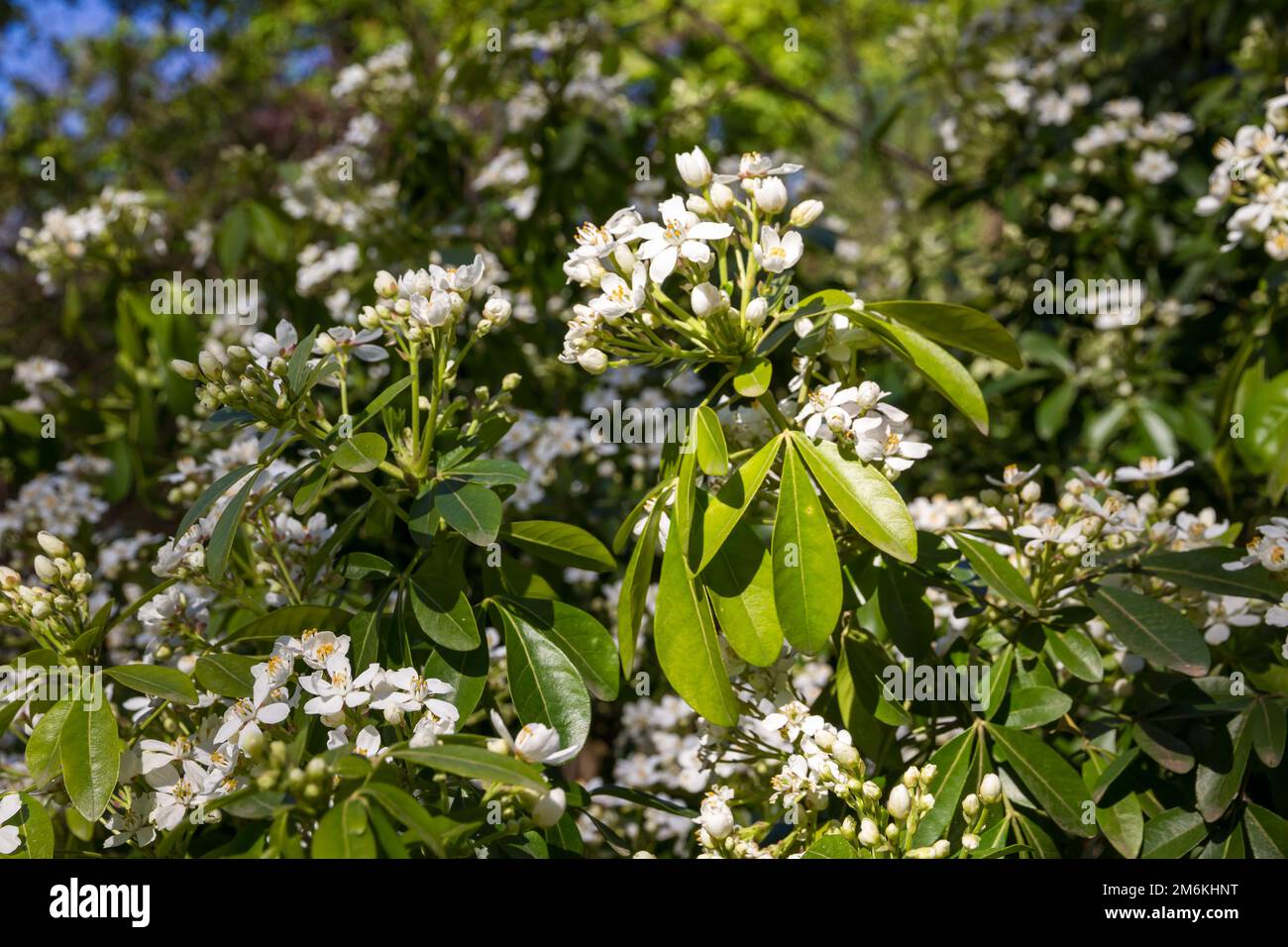 Mexican orange blossom in spring Stock Photo - Alamy