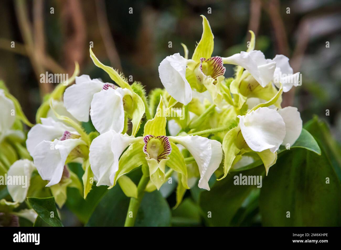 Rare red flower hi-res stock photography and images - Alamy