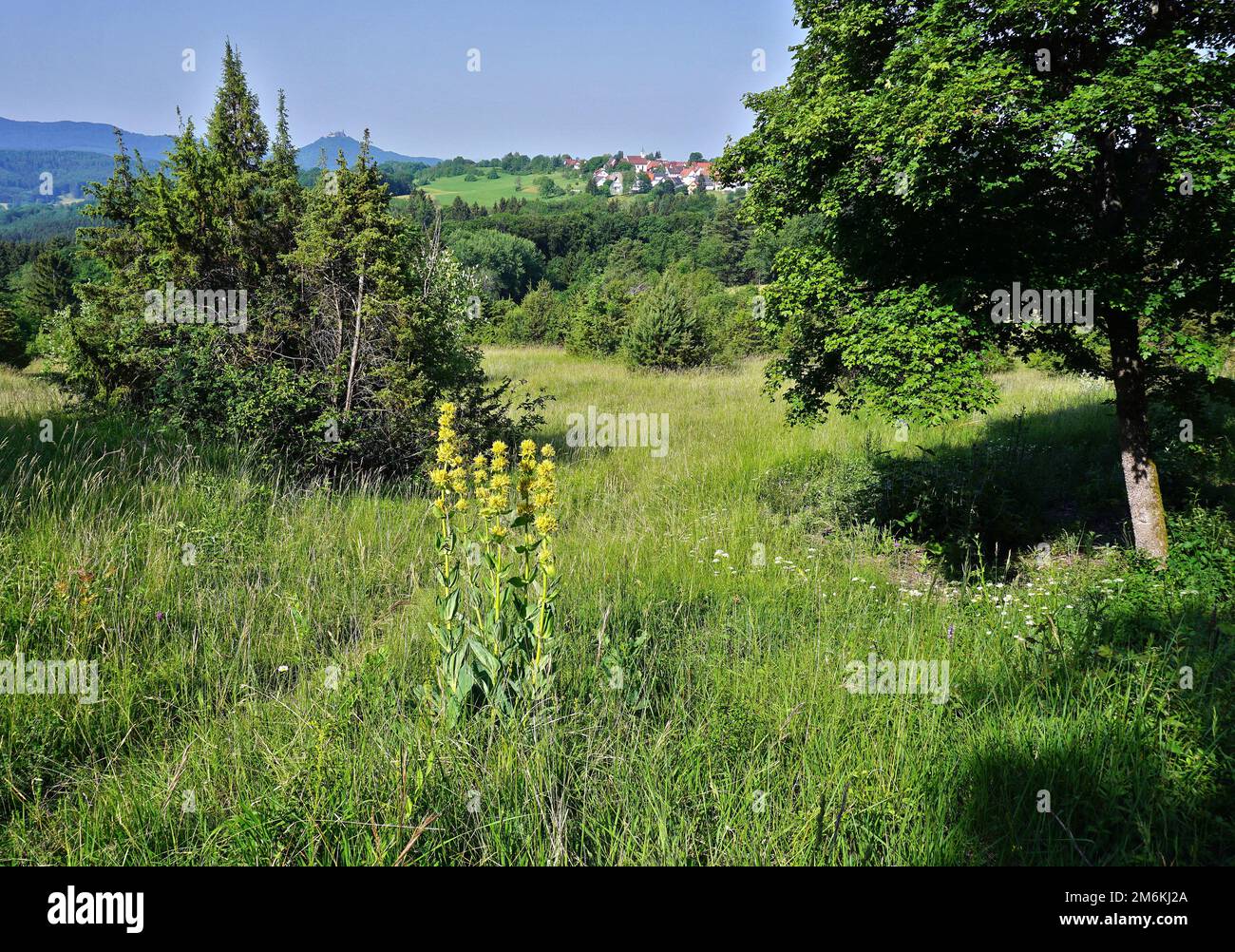 Bitter root; bitterwort; on the swabian alps near Beuren an ...