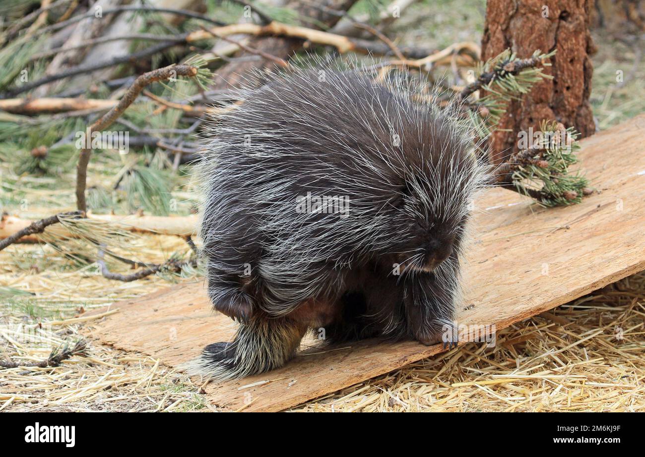 Porcupine spines hi-res stock photography and images - Alamy