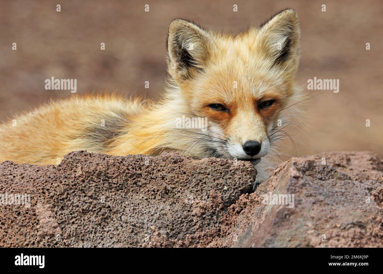Red fox hiding behind rock Stock Photo - Alamy