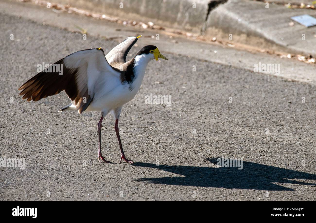 Close - up of an Australian Masked Lapwing (Vanellus miles Stock Photo ...