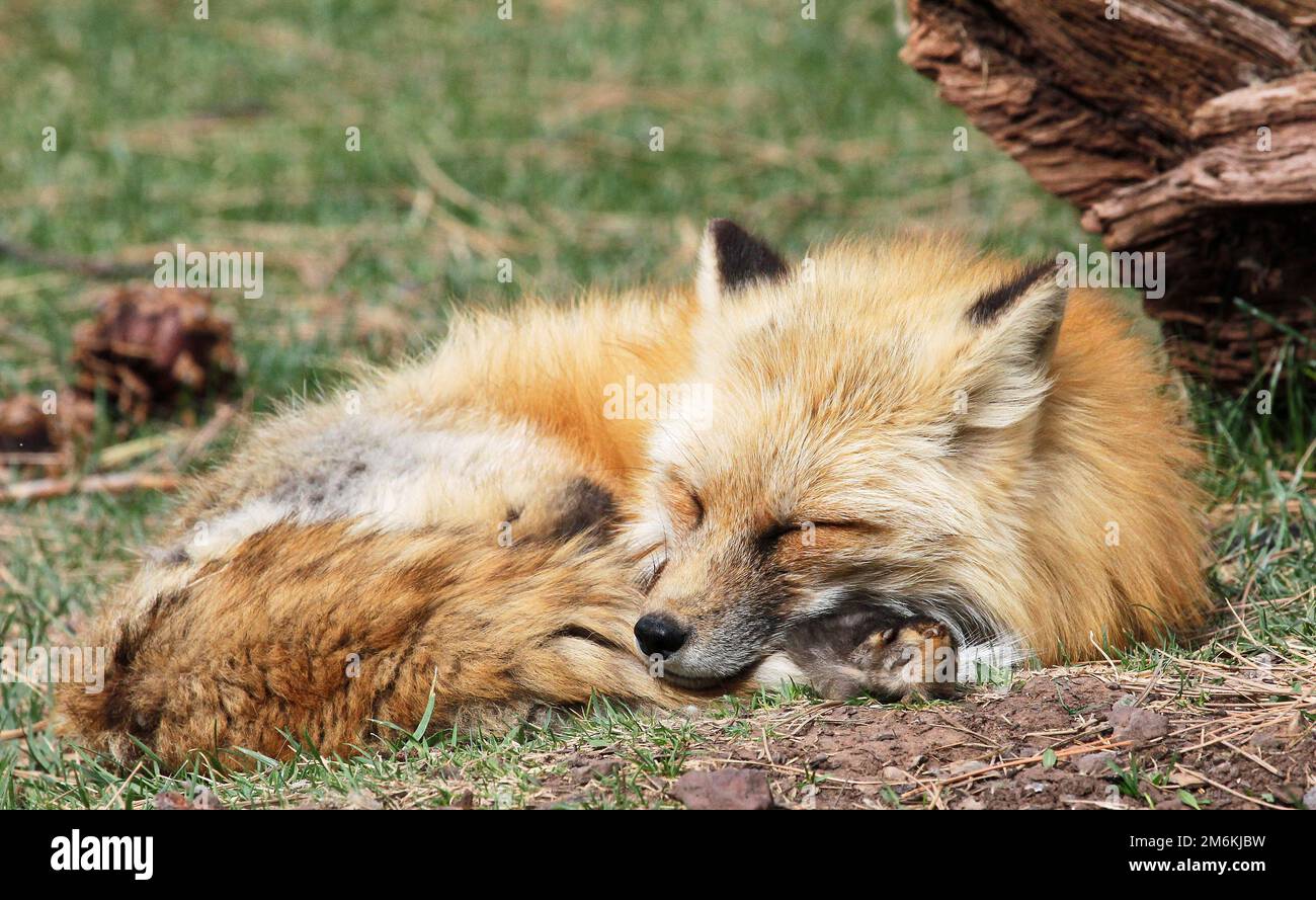 Red fox sleeping Stock Photo - Alamy