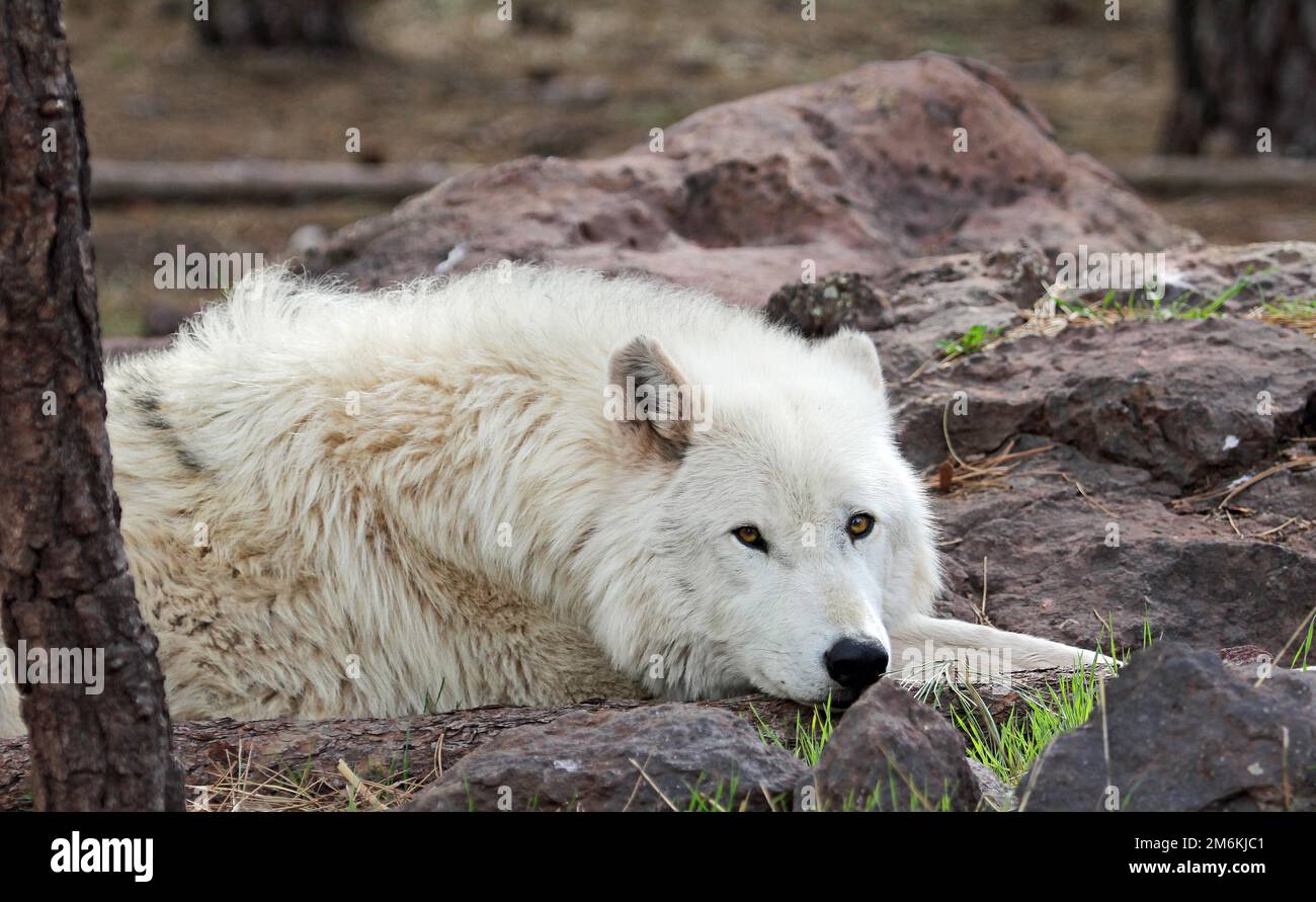 Arctic wolf watching Stock Photo - Alamy