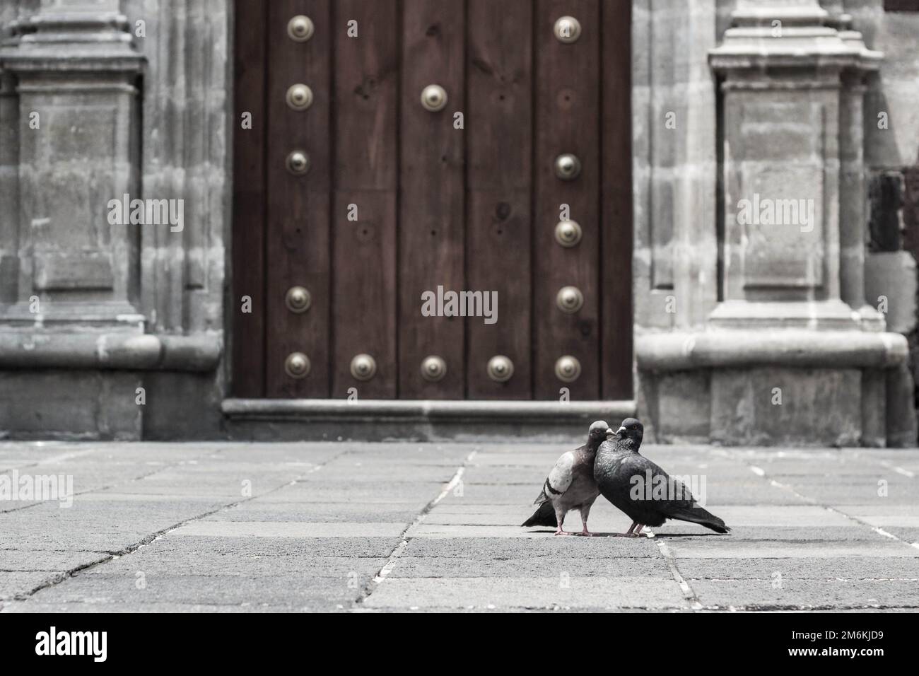 Pair cute pigeons columbidae hi-res stock photography and images - Alamy