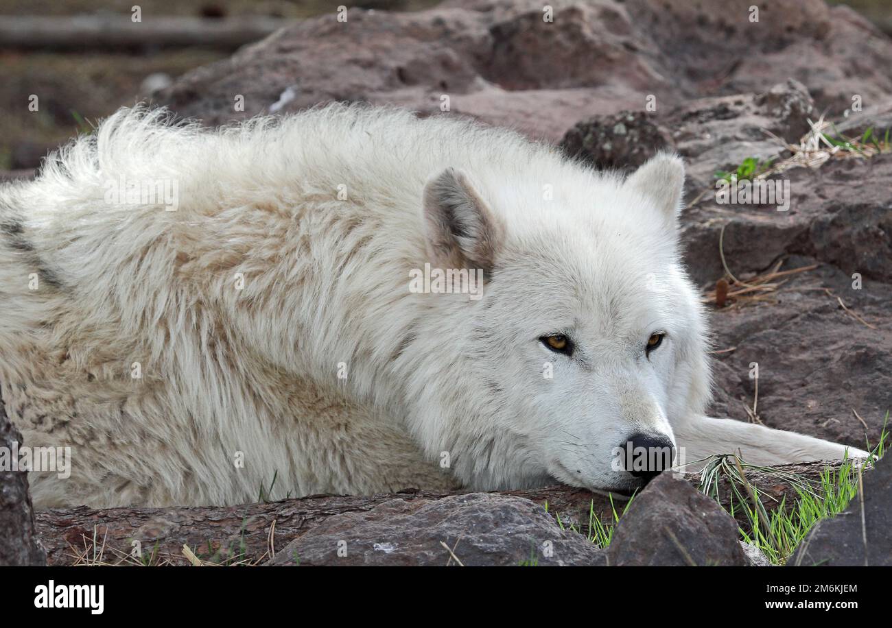 Arctic Wolf resting Stock Photo - Alamy