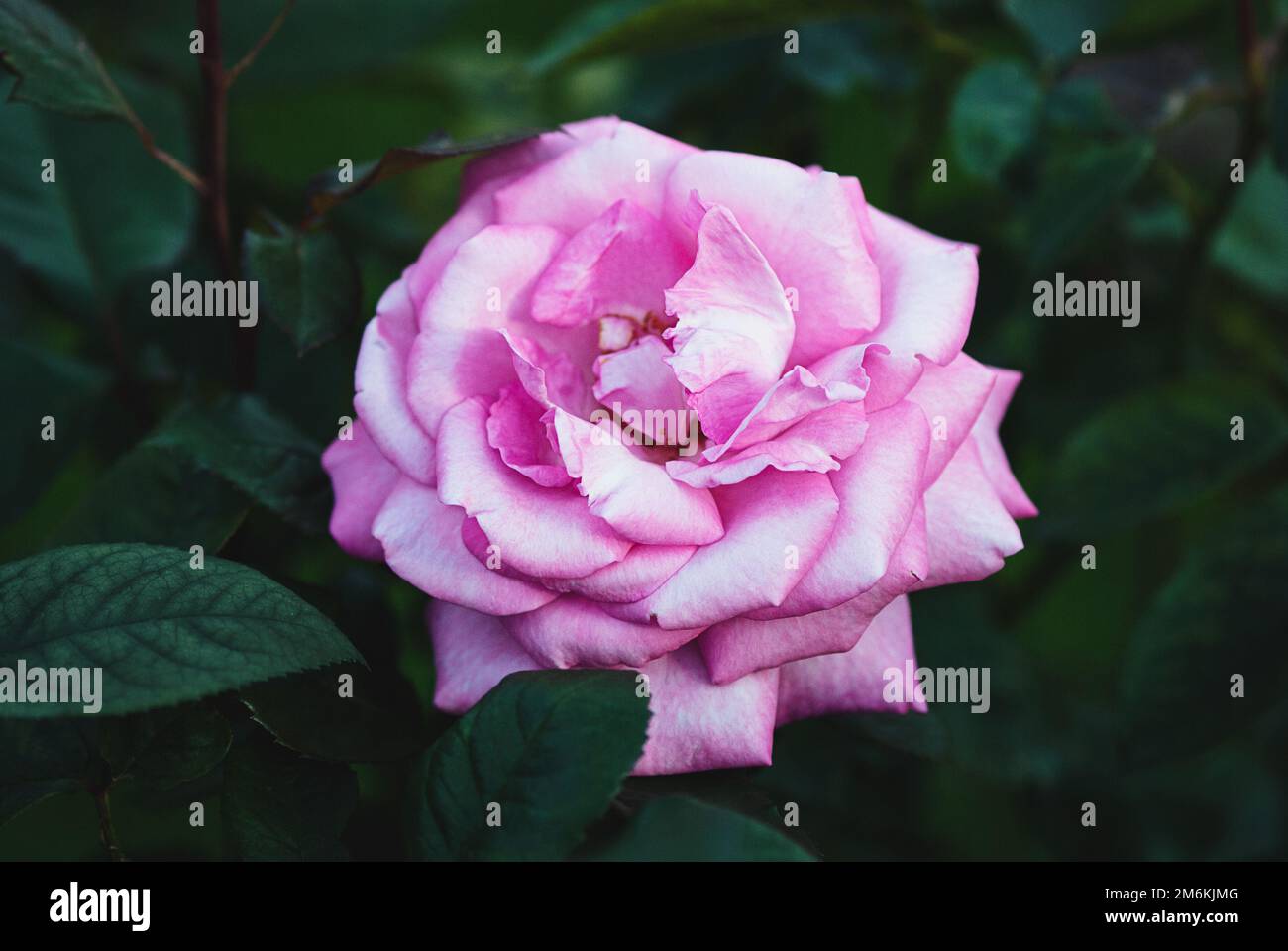 Eliza rose hi-res stock photography and images - Alamy