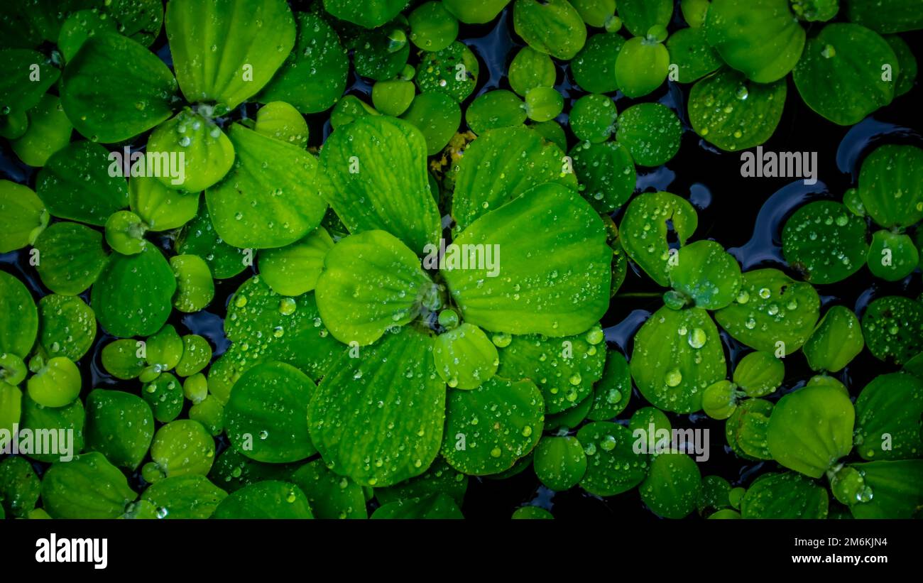 Pistia Stratiotes plants floating on the water Stock Photo - Alamy
