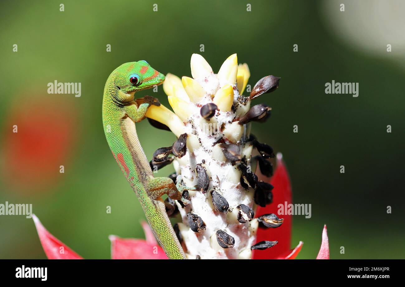 Gecko hawaii hi-res stock photography and images - Alamy
